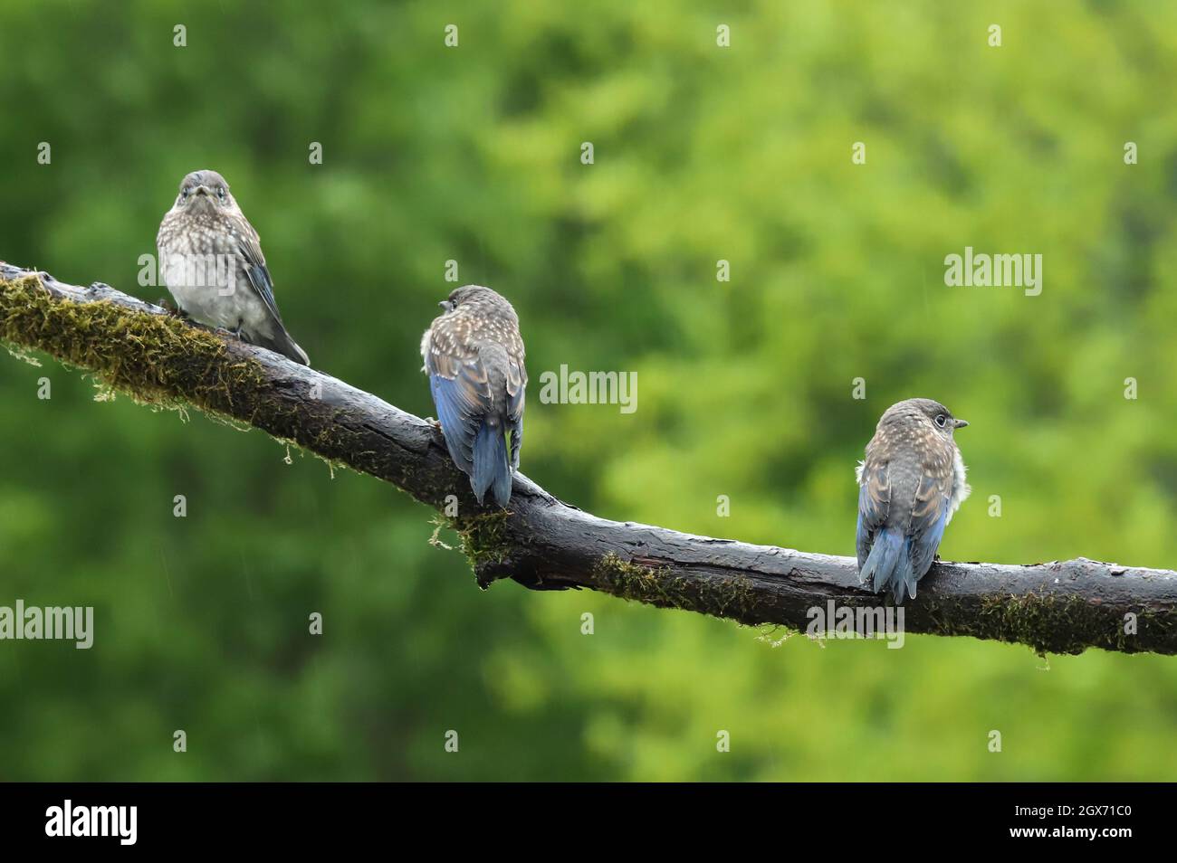 Baby Western Bluebird