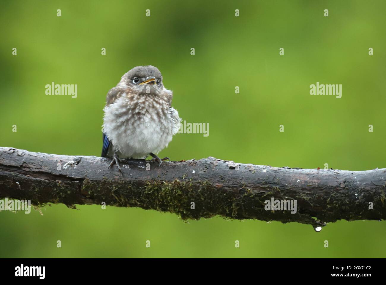 Eastern bluebird fledgling on branch Stock Photo - Alamy
