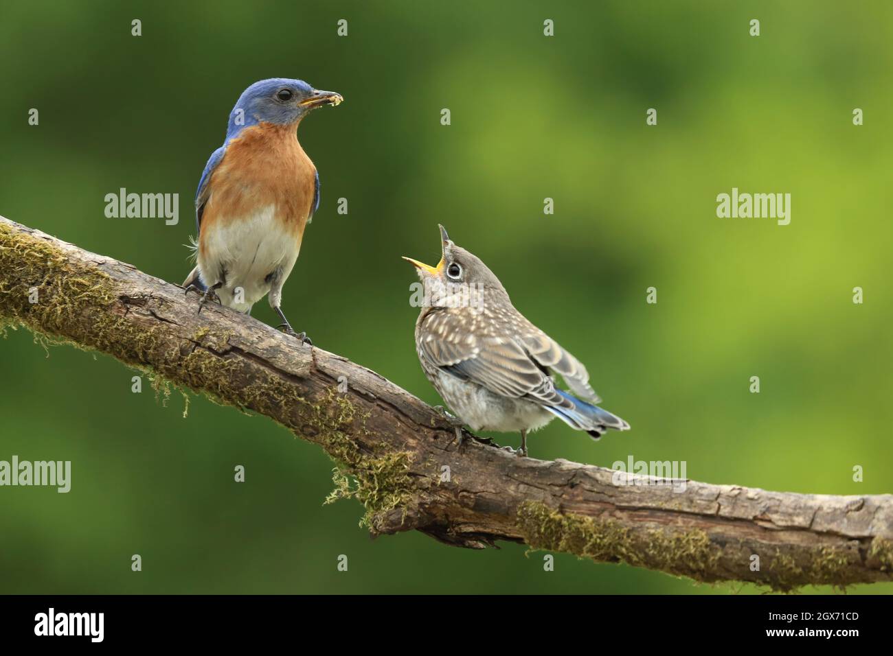 Eastern bluebird fledgling begs for food Stock Photo - Alamy