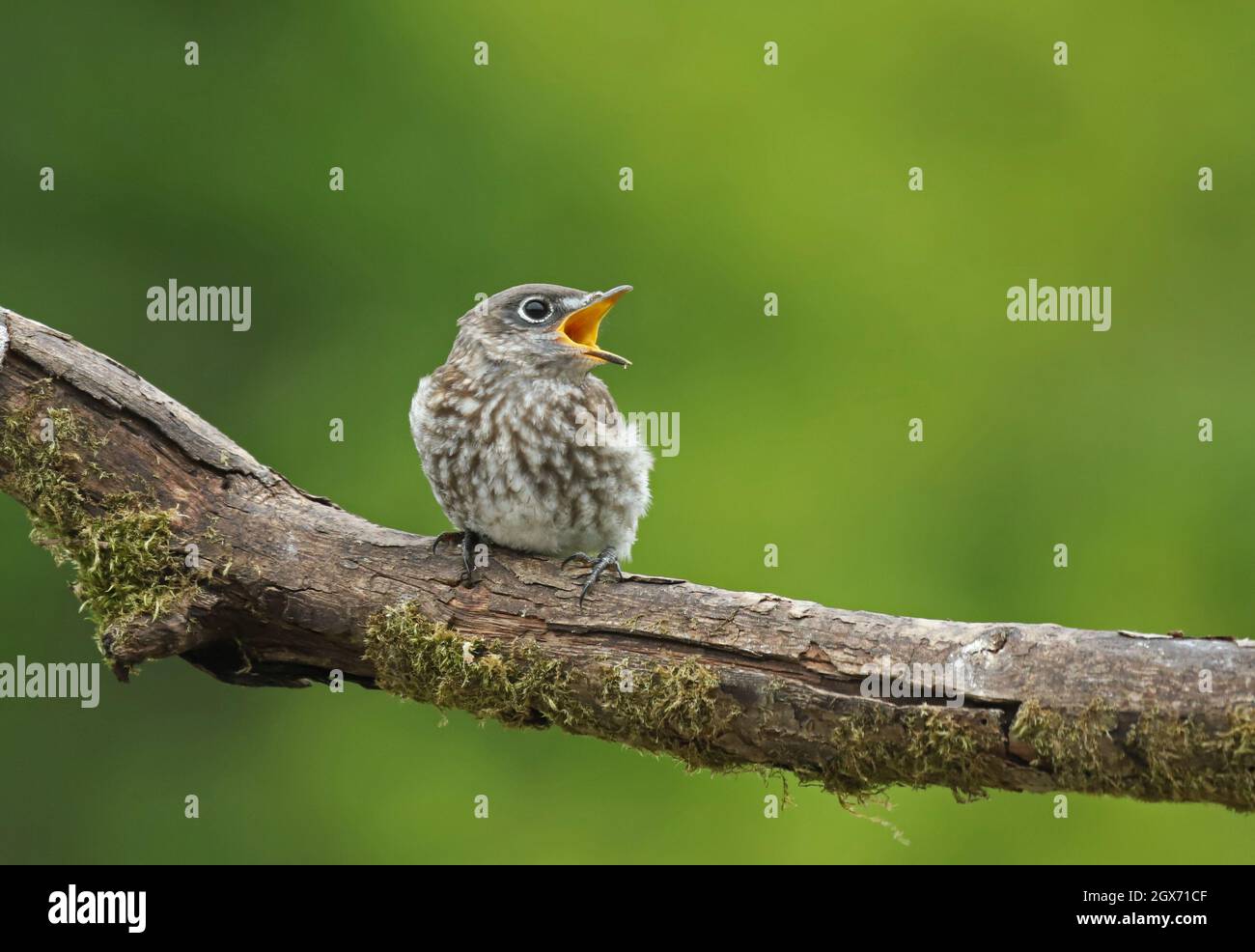 Eastern bluebird fledgling begs for food Stock Photo - Alamy