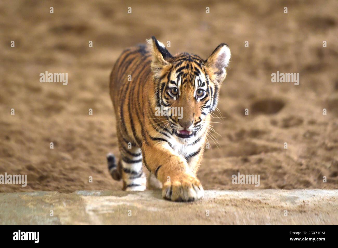Dhaka. 4th Oct, 2021. A baby tiger is seen at the Bangladesh National ...