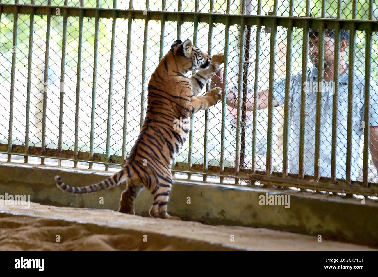 Dhaka. 4th Oct, 2021. A baby tiger plays with a staff member at the ...