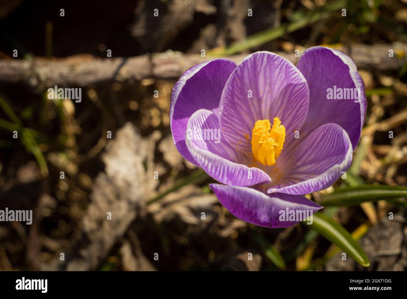 Beautiful shot of Early Crocus in a fi Stock Photo - Alamy