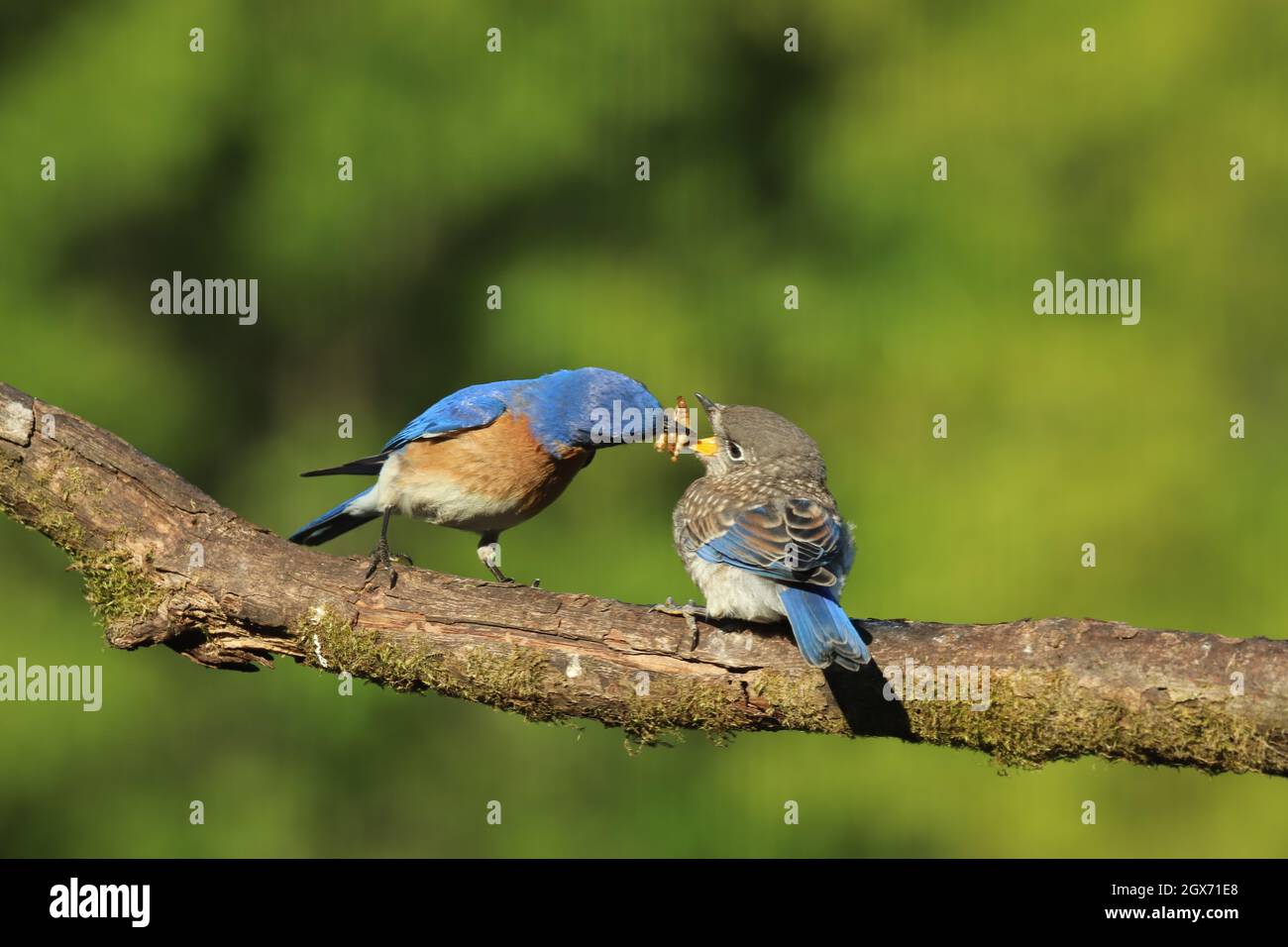 Eastern bluebird fledgling being fed Stock Photo - Alamy