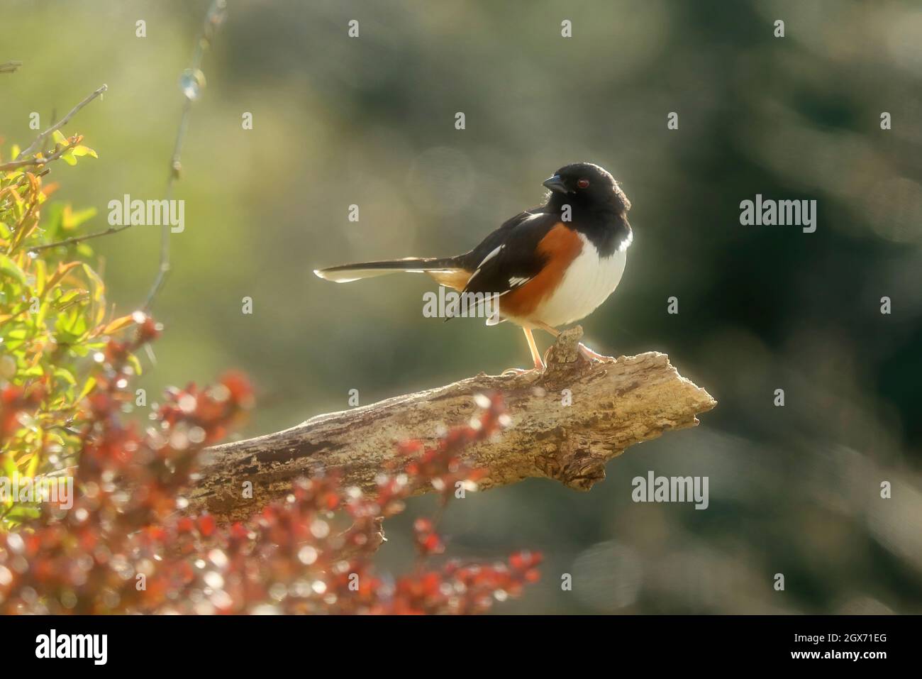 Towhee bird songbird hi-res stock photography and images - Alamy