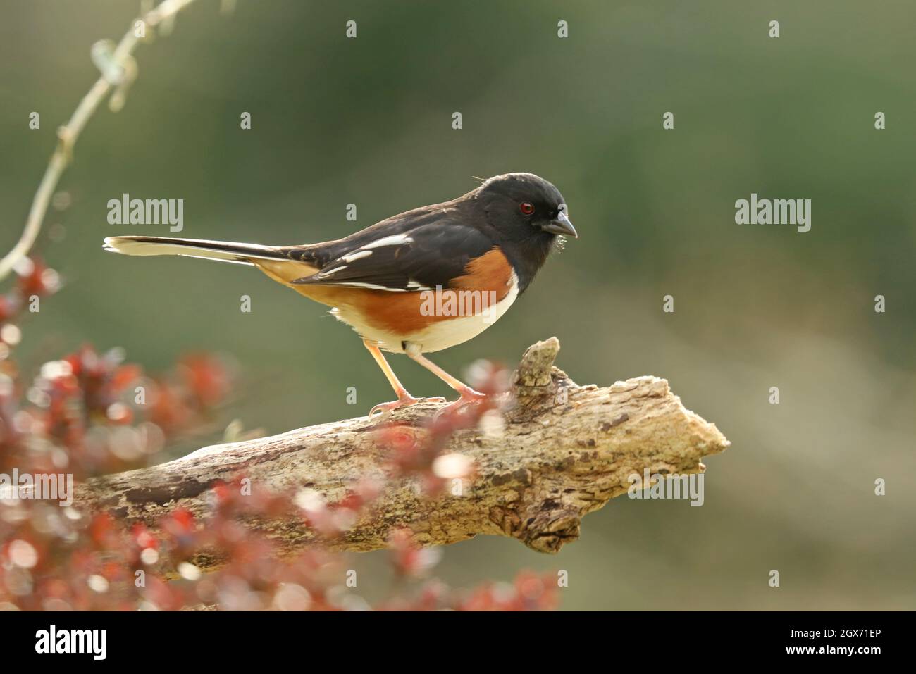 Towhee bird songbird hi-res stock photography and images - Alamy
