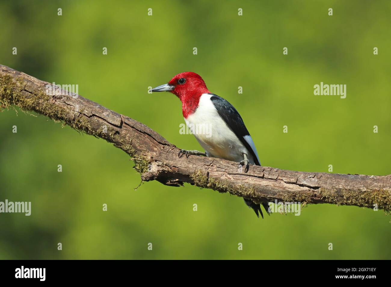 Red headed woodpecker hi-res stock photography and images - Alamy