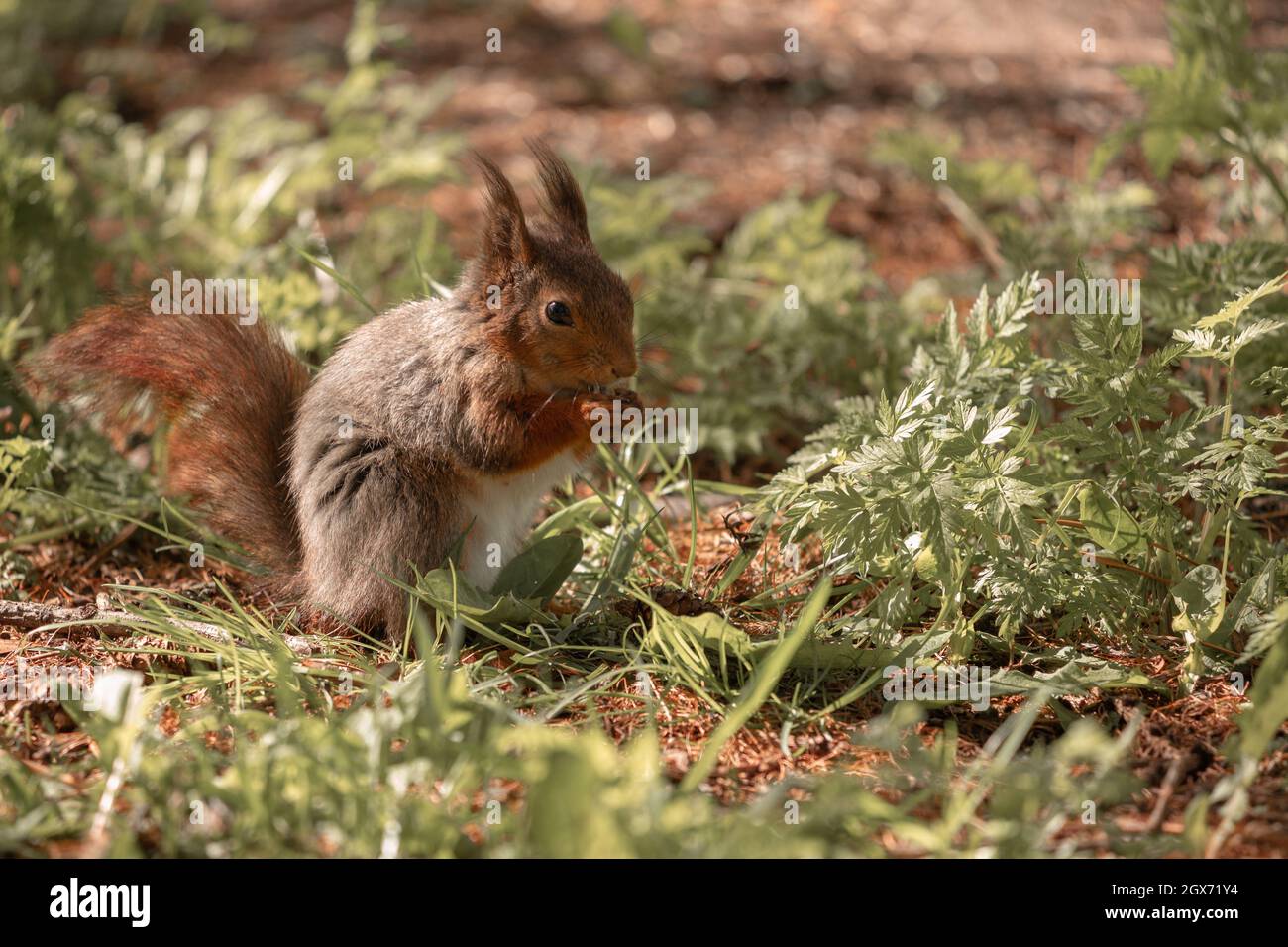 Cute squirrel eats a nut in a forest Stock Photo - Alamy