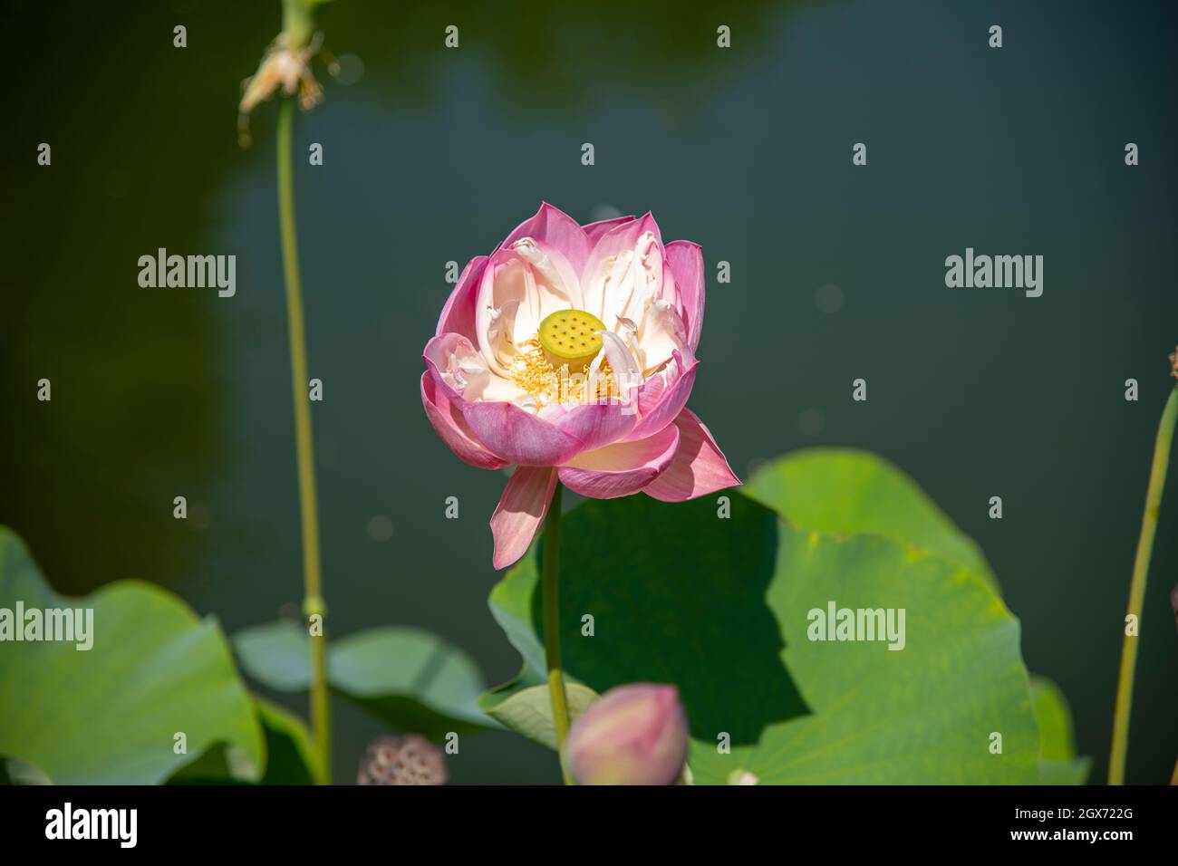 Lotus Flower on river with green lily pads Stock Photo - Alamy