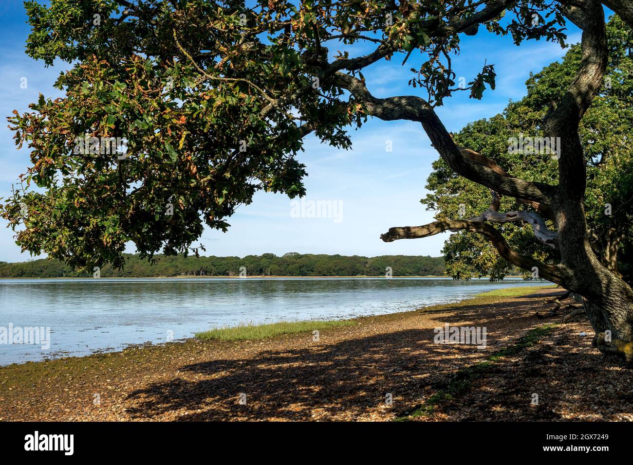 Tree at Dell Quay, Chichester, West Sussex, UK Stock Photo - Alamy