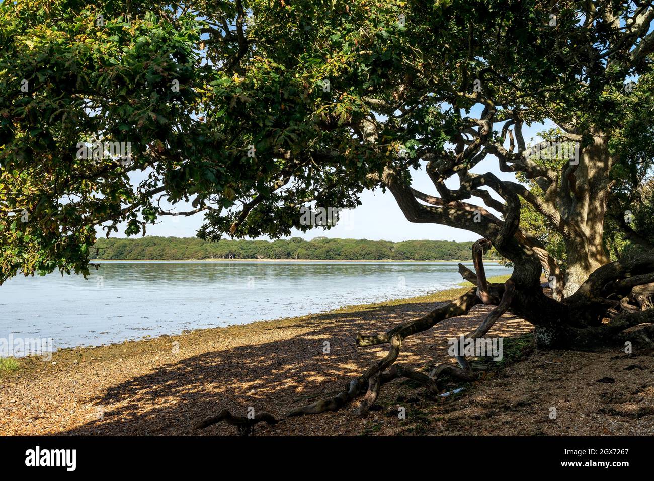Tree at Dell Quay, Chichester, West Sussex, UK Stock Photo - Alamy
