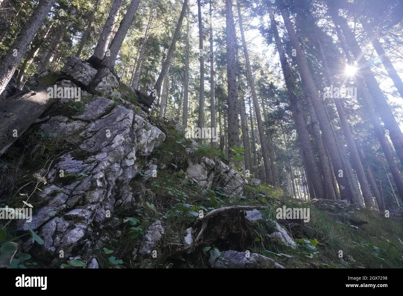Low angle shot of trees in the forest Stock Photo - Alamy