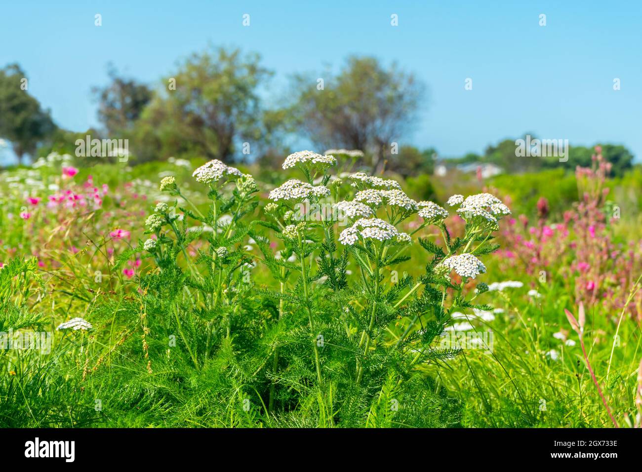 Common yarrow flowers in a field at Castaways Park in Newport Beach, CA ...