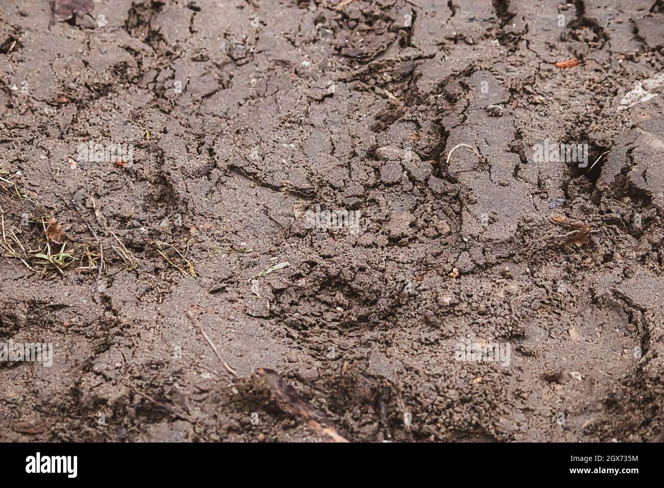 Seamless Wet Mud Texture