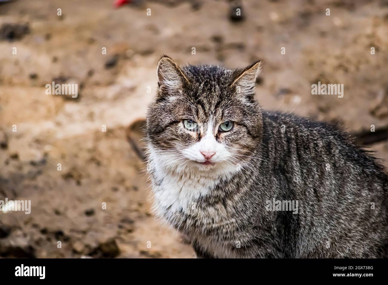 Homeless cat on the street. Animal care and volunteering concept. Lost ...
