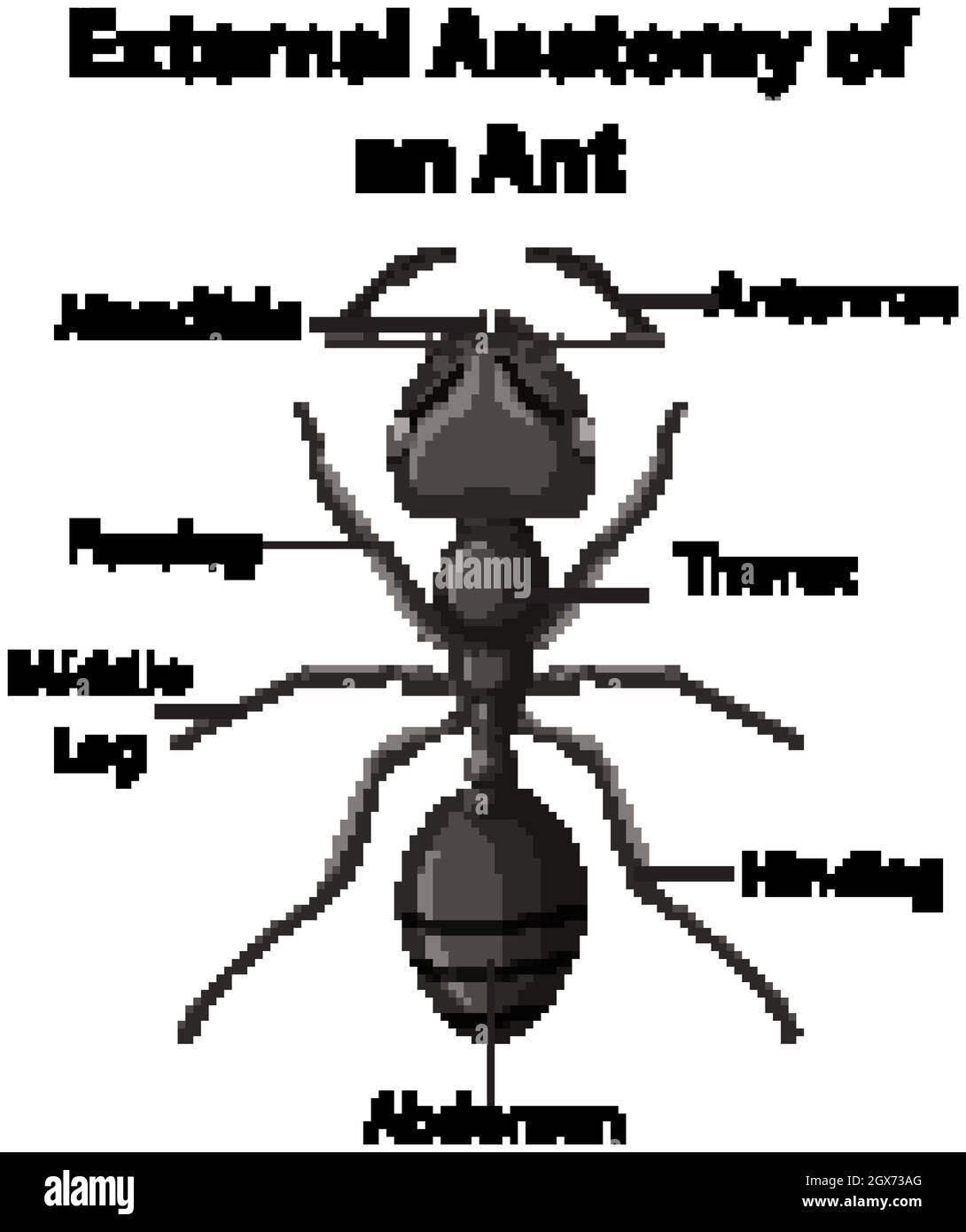 External Anatomy of an Ant on white background Stock Vector Image & Art ...