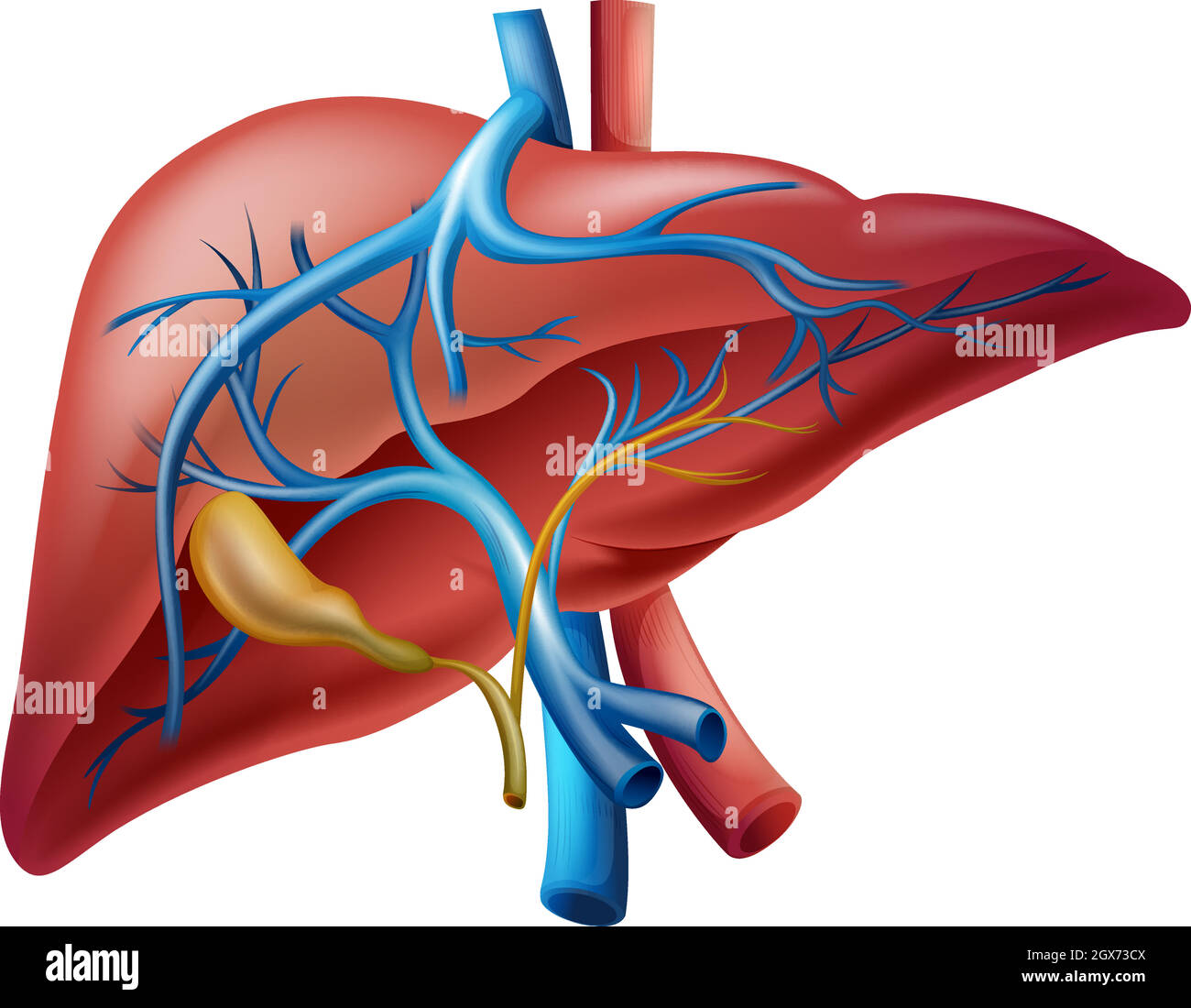 Central vein of liver Stock Vector Images - Alamy