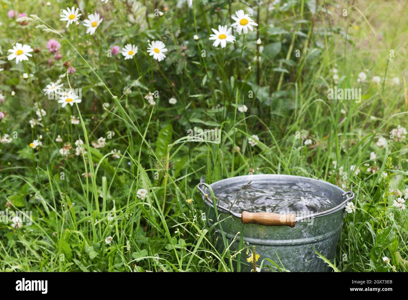 Summer rain. Bucket full of rain water in grass among wild flowers ...