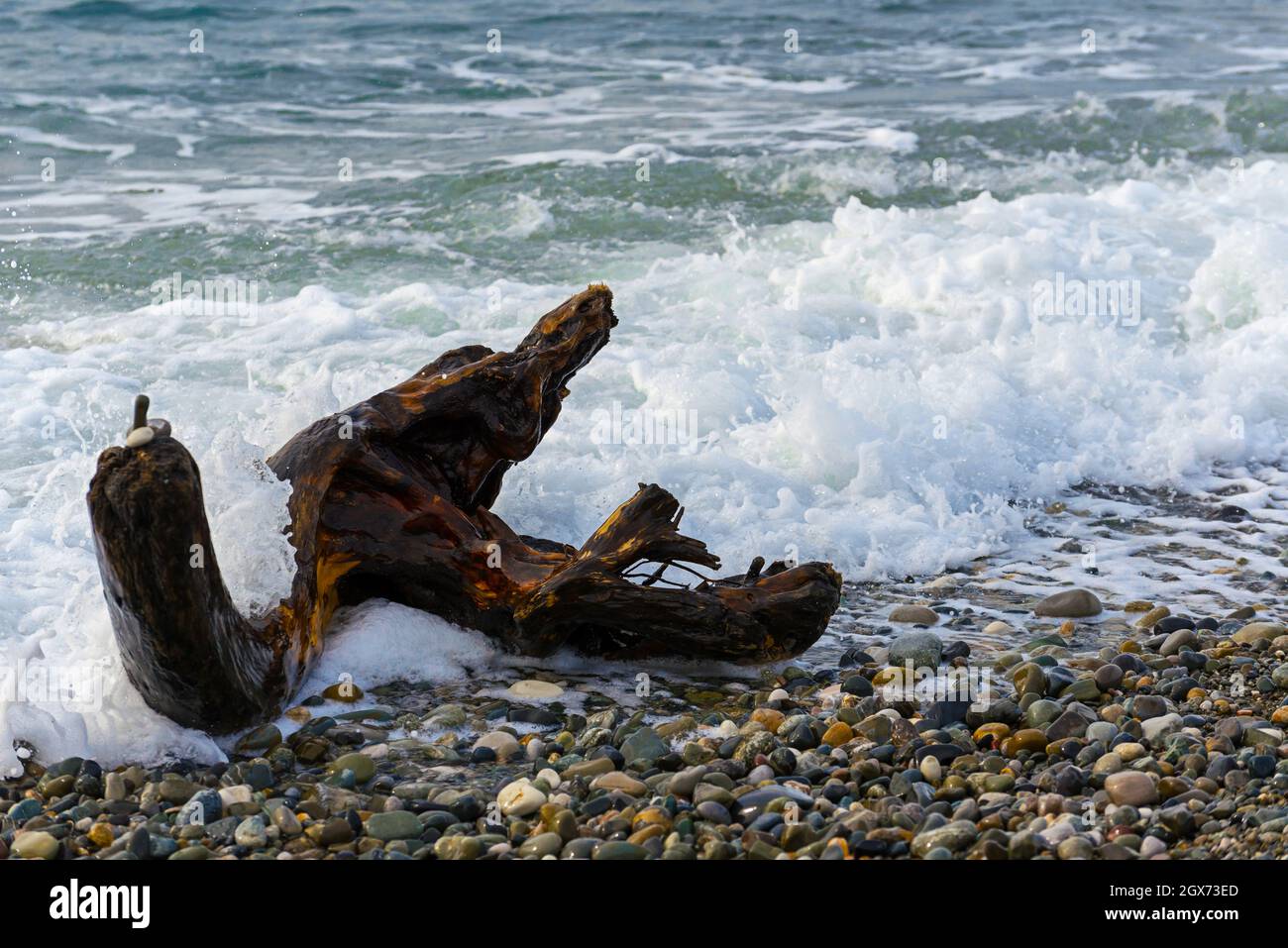 Single old log on a sandy beach on the Black Sea. Part of an old dry ...