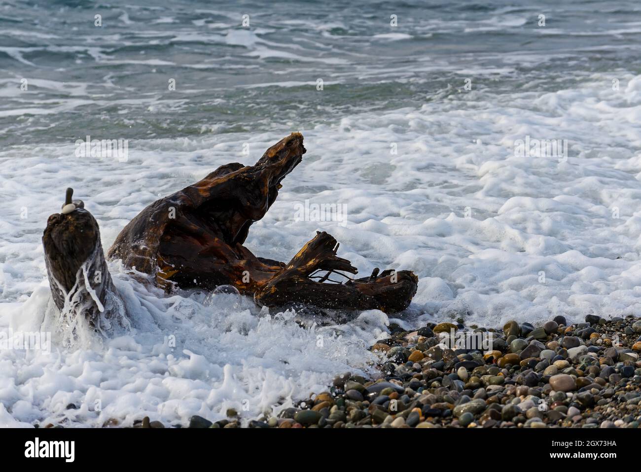 Single old log on a sandy beach on the Black Sea. Part of an old dry ...