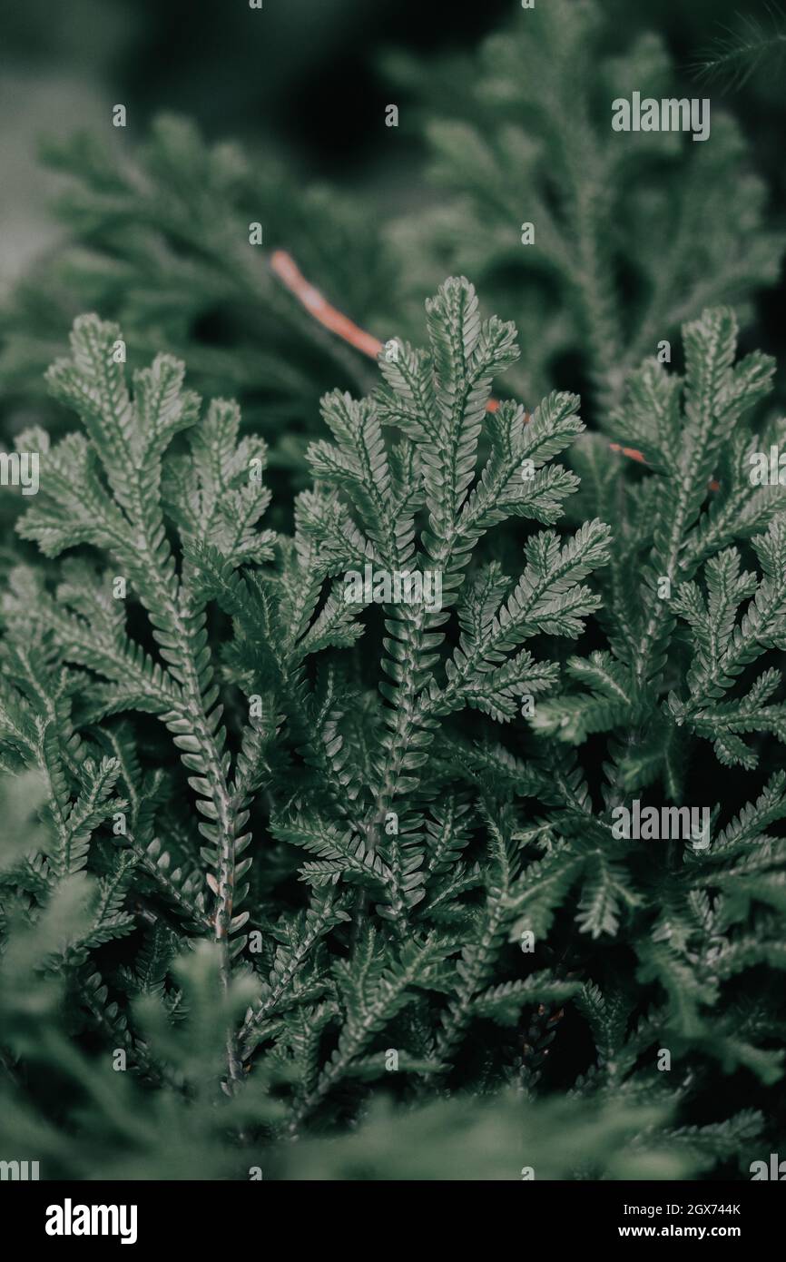 Closeup of selaginella vascular plant with short branches Stock Photo ...