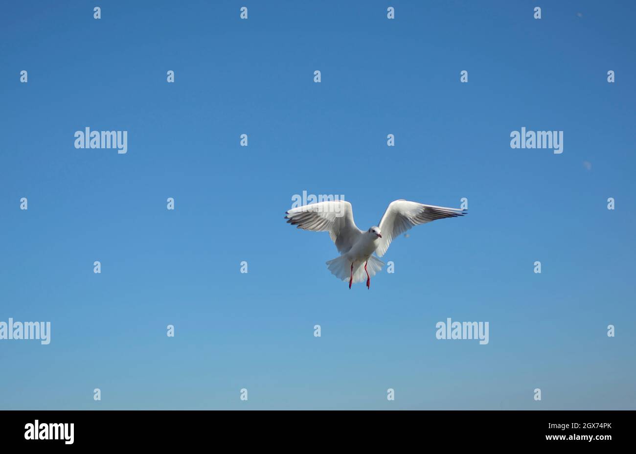 Flying towards ocean hi-res stock photography and images - Alamy