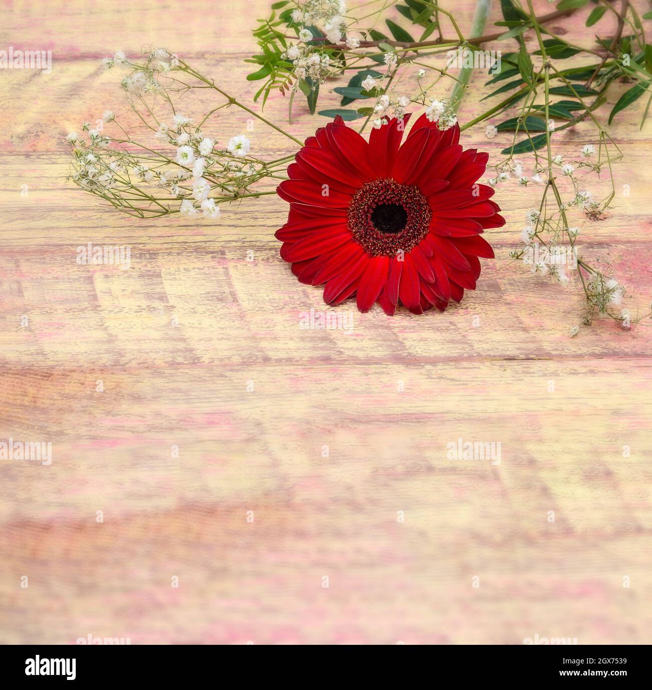 Flower on wood. Red gerber on a pink background. Burgundy flower on light wooden background ...