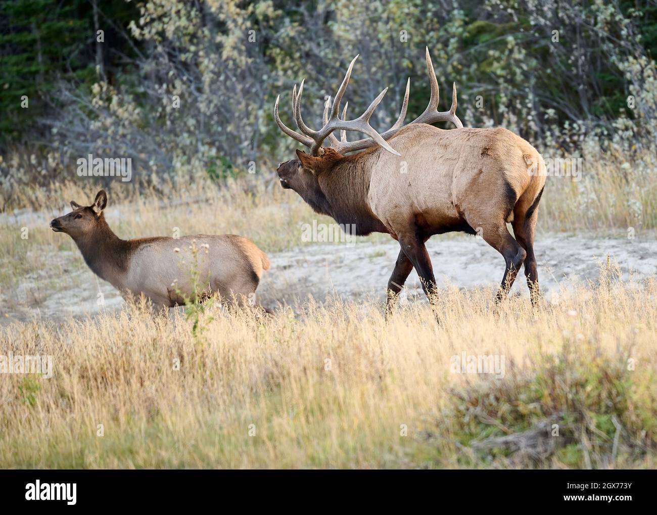 Bull elk rack hi-res stock photography and images - Alamy