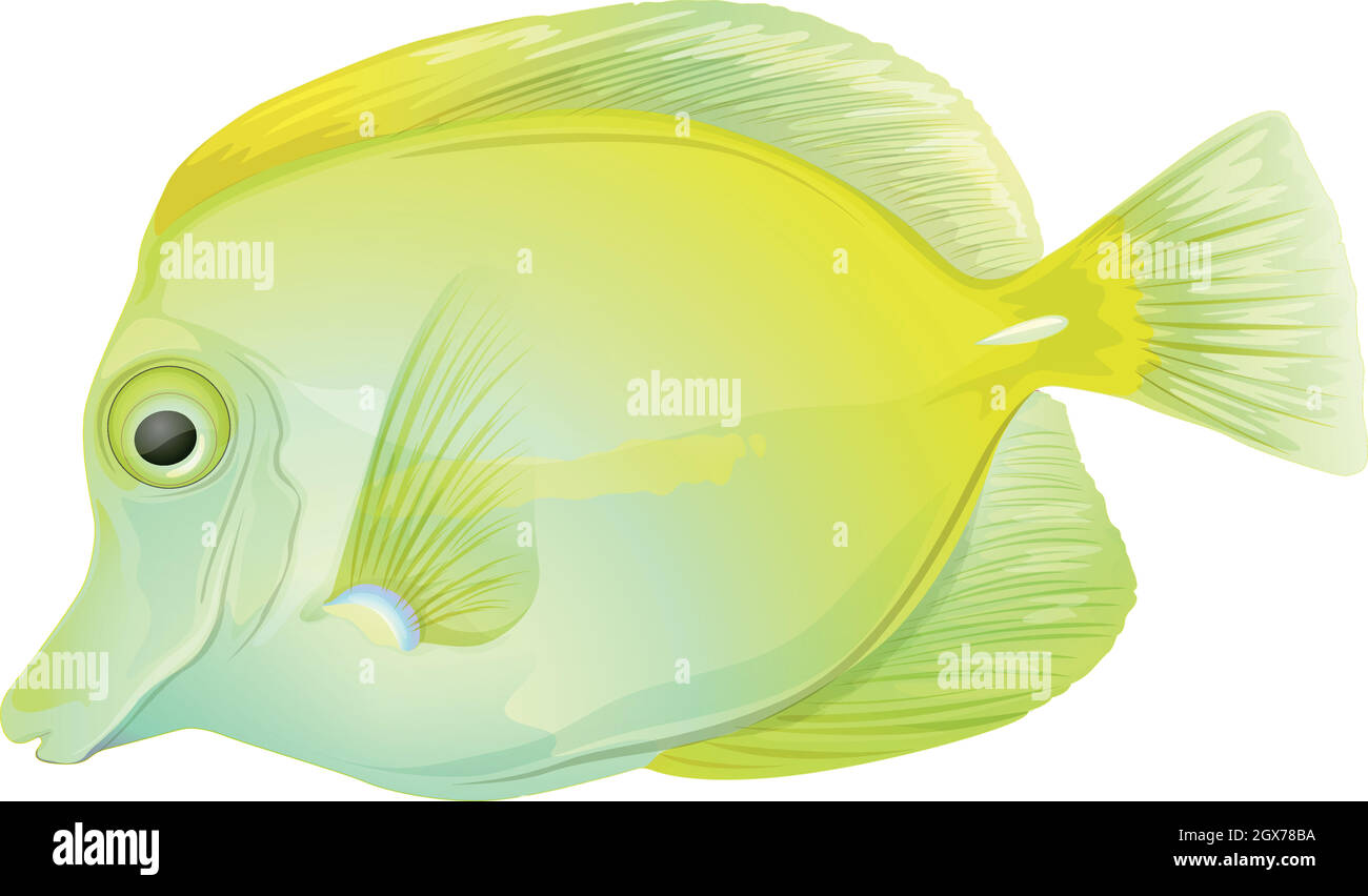 Yellow tang fish Stock Vector Images - Alamy