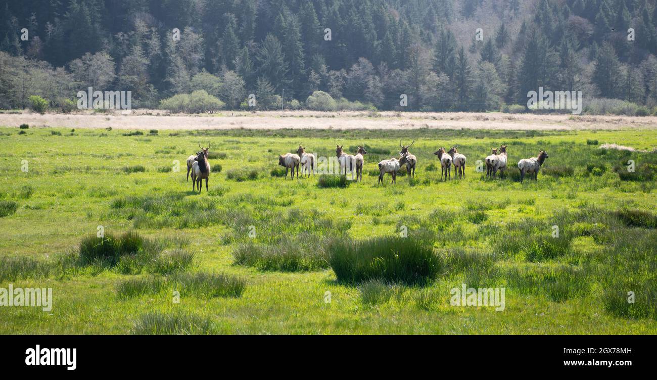 wild animals in wildlife. flora and fauna. deer in nature. farm concept ...