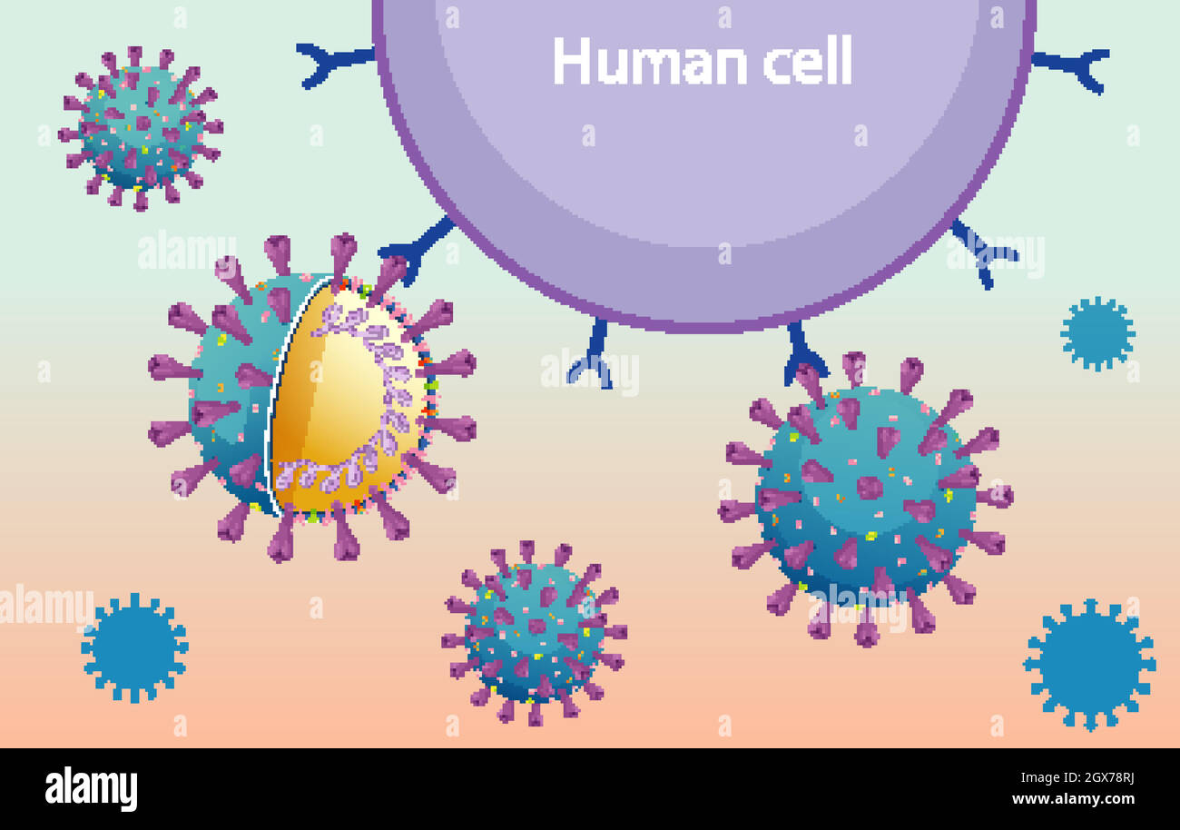 Human coronavirus hi-res stock photography and images - Alamy