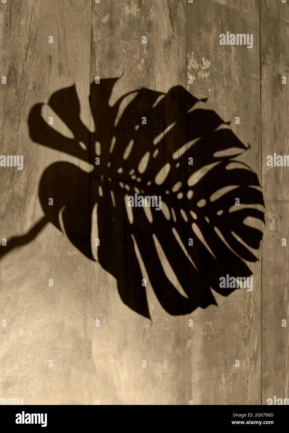 A Monstera leaf shadow at the floor Stock Photo - Alamy