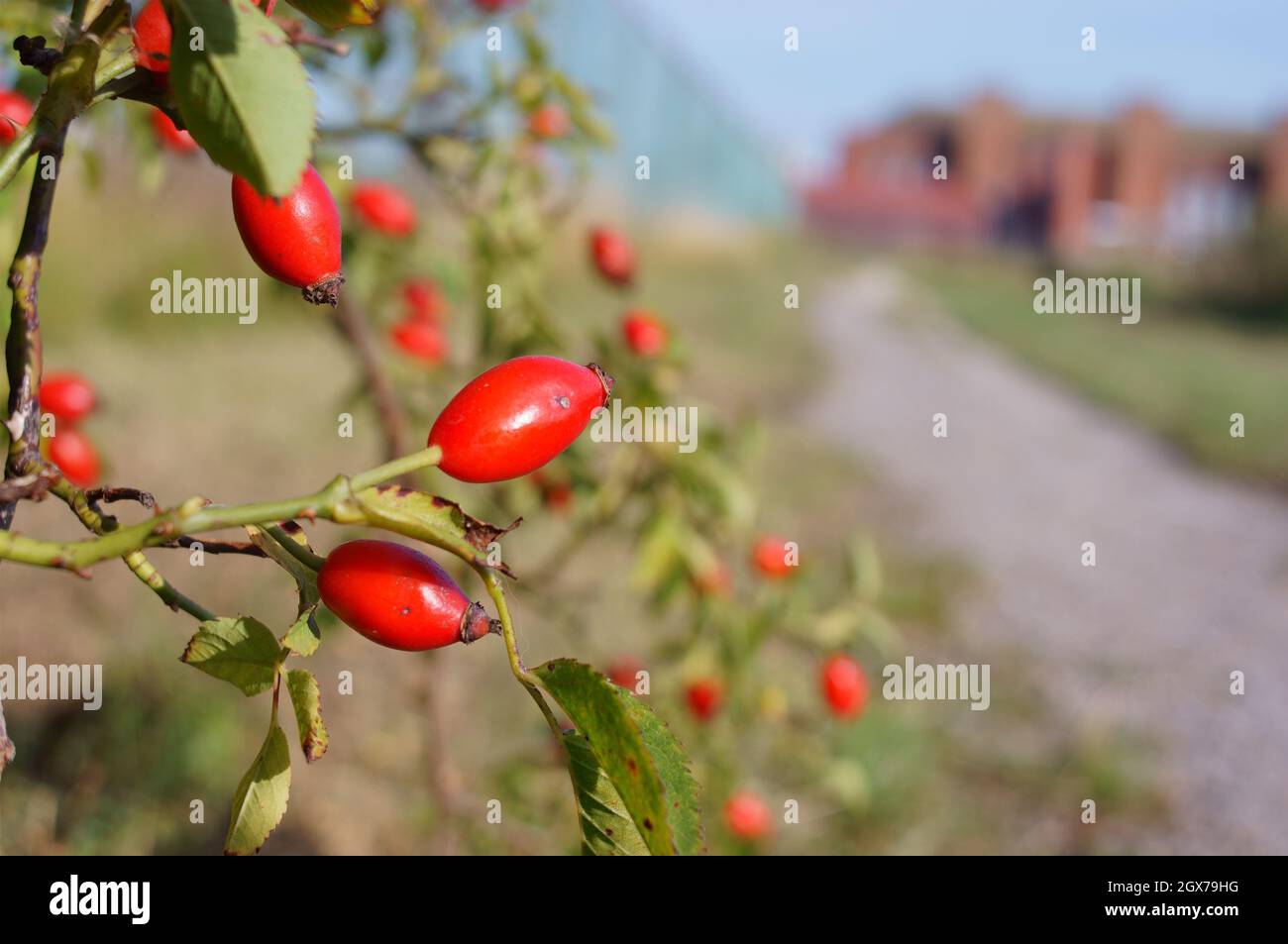 Bush pathway hi-res stock photography and images - Alamy