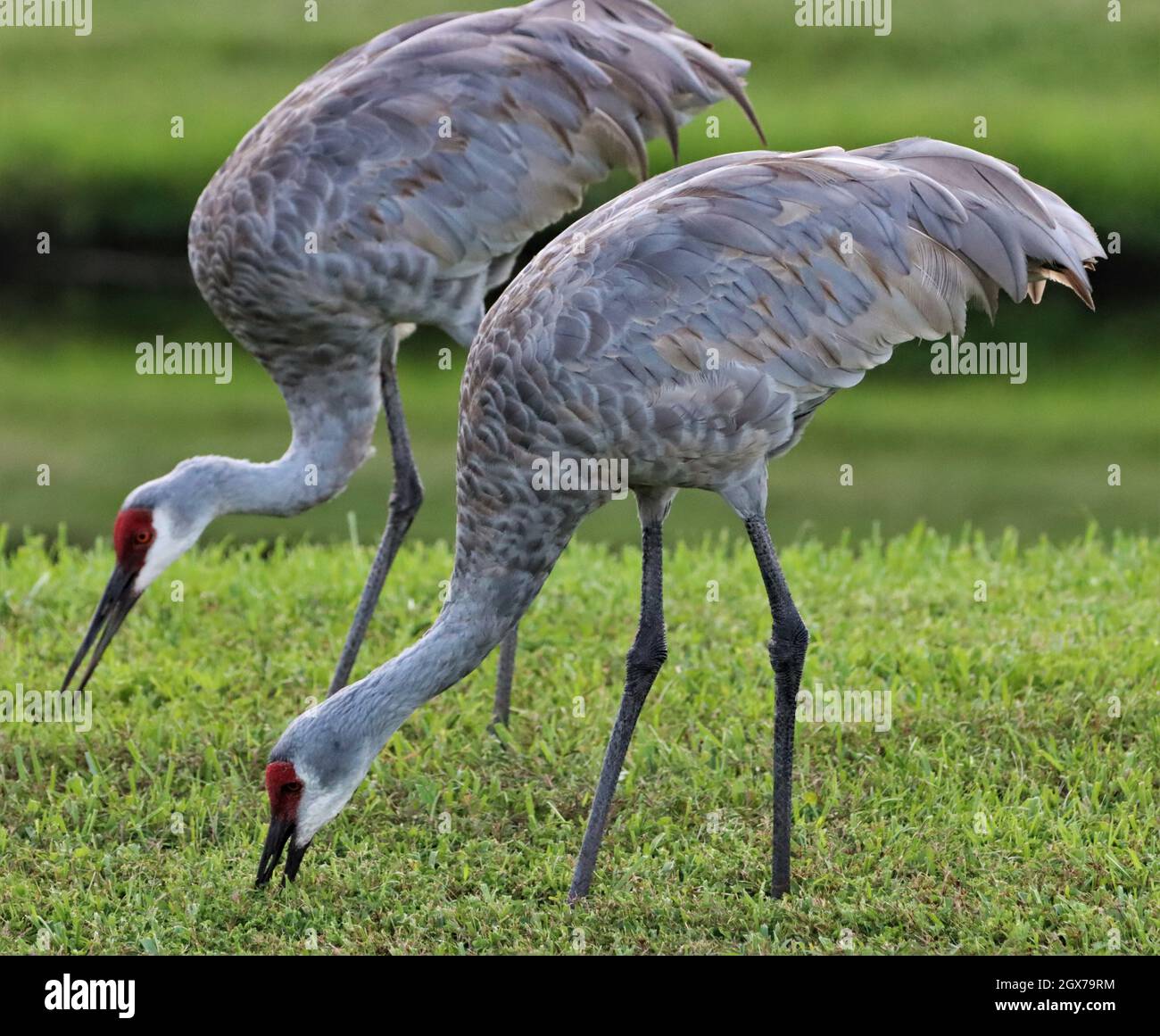 Two sandhill cranes in grass hi-res stock photography and images - Alamy