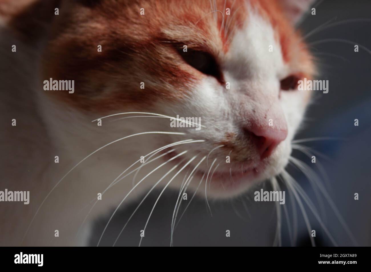 An orange stray cat posing to the camera and getting attention ...