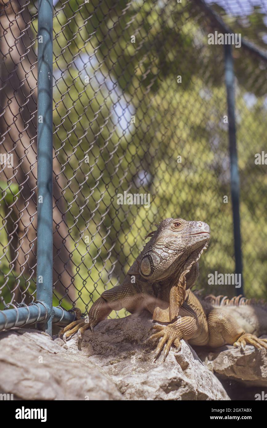 Vertical shot of a lizard at the zoo Stock Photo - Alamy