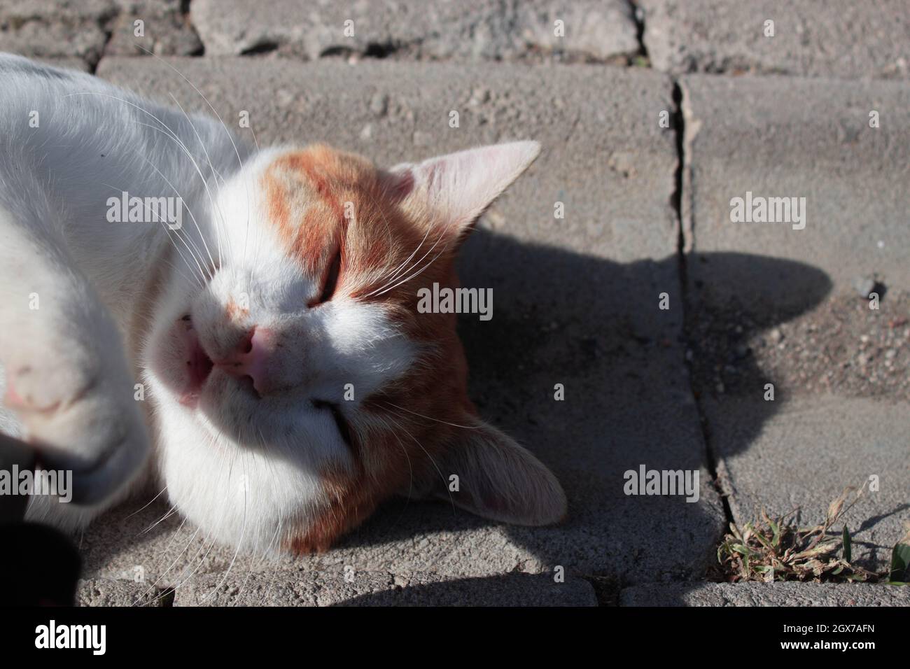 An orange stray cat posing to the camera and getting attention ...