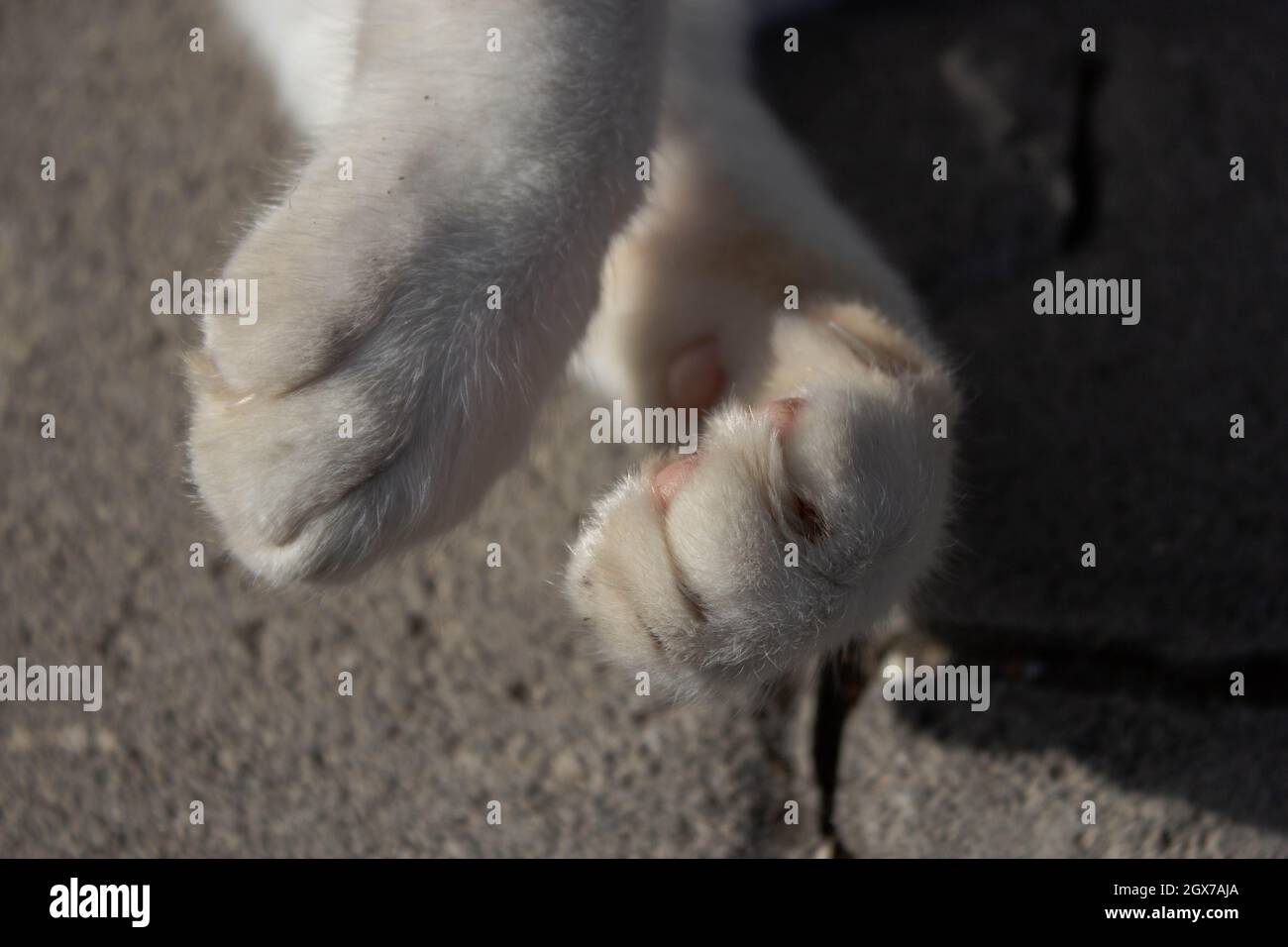 Close up white cat paws with pink toe beans Stock Photo - Alamy