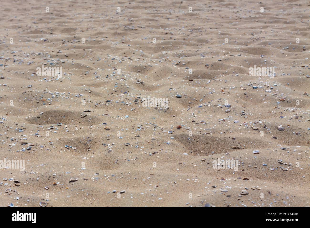 Beach sand covered with crushed shellfish Stock Photo - Alamy