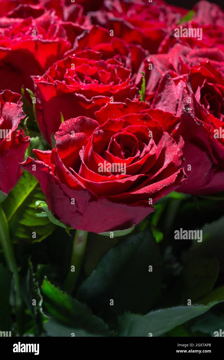 fresh dark red roses close-up texture background, roses for feast Stock ...