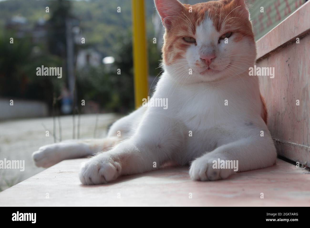 An orange stray cat posing to the camera and getting attention ...