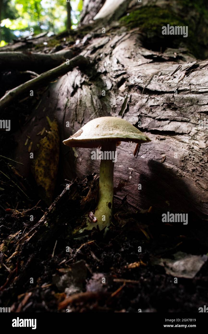 Mini damp hi-res stock photography and images - Alamy