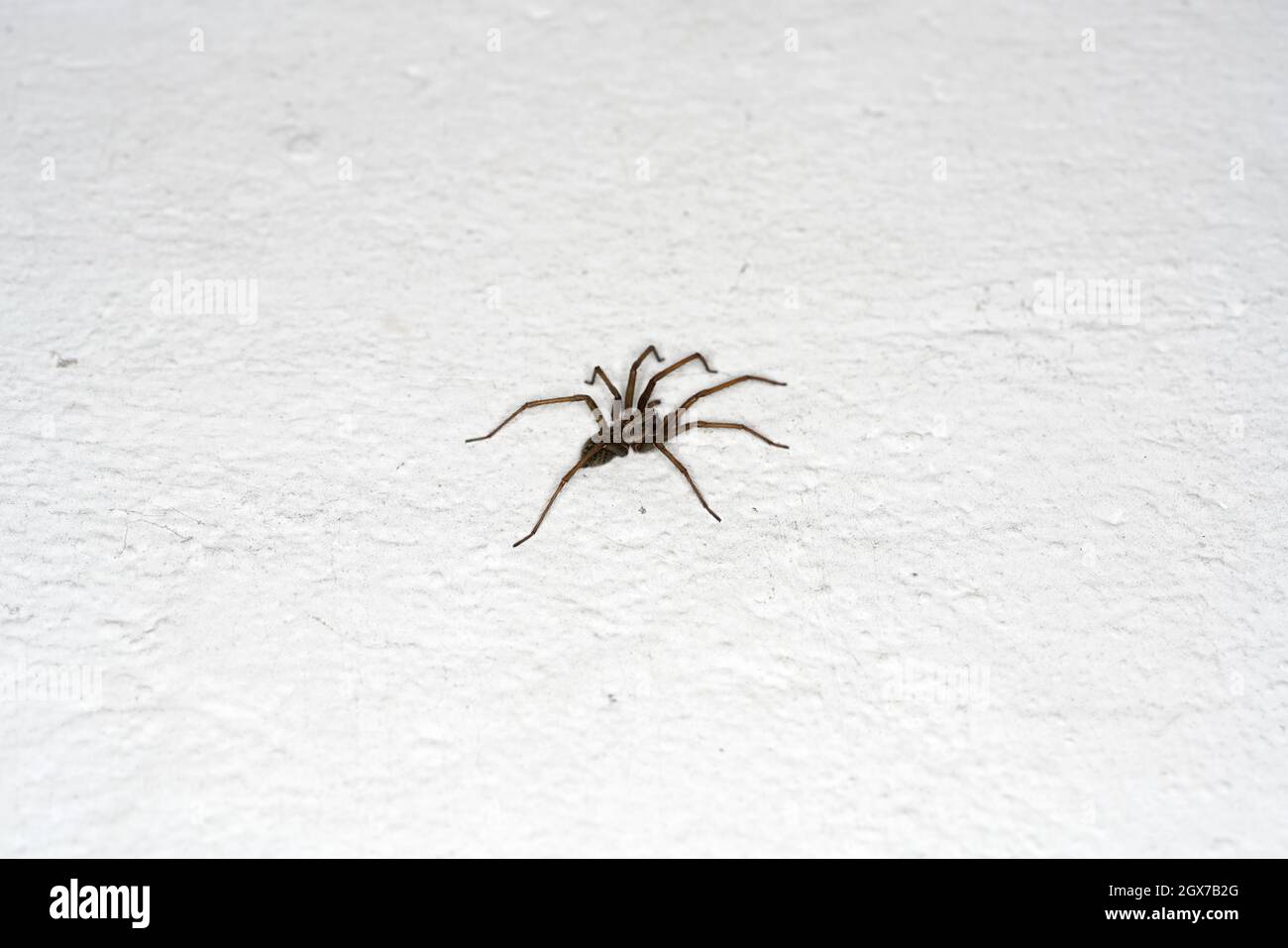 Large brown spider hi-res stock photography and images - Alamy