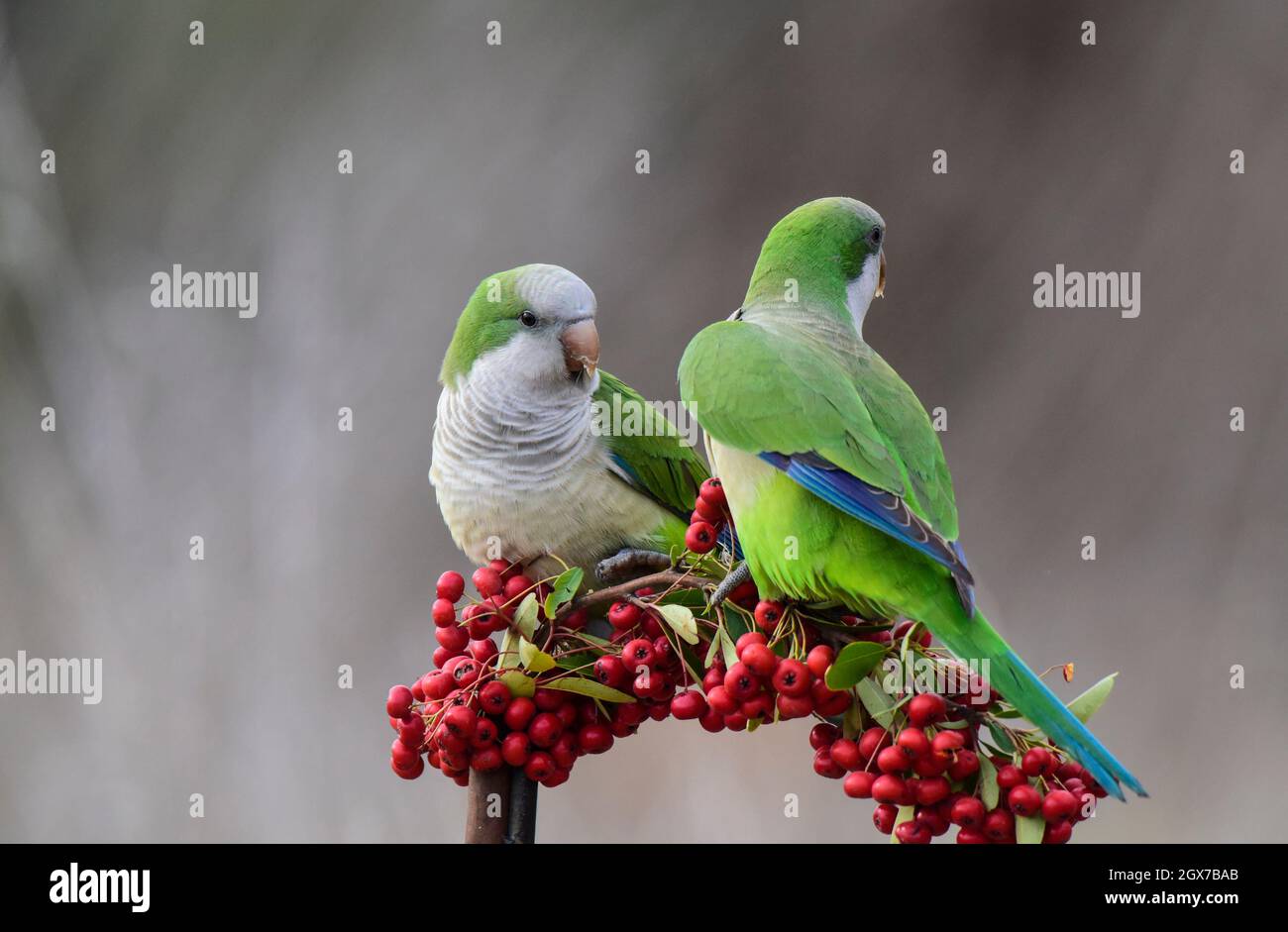 Monk parakeet, Myiopsitta monachus, in Pampas forest environment, La ...