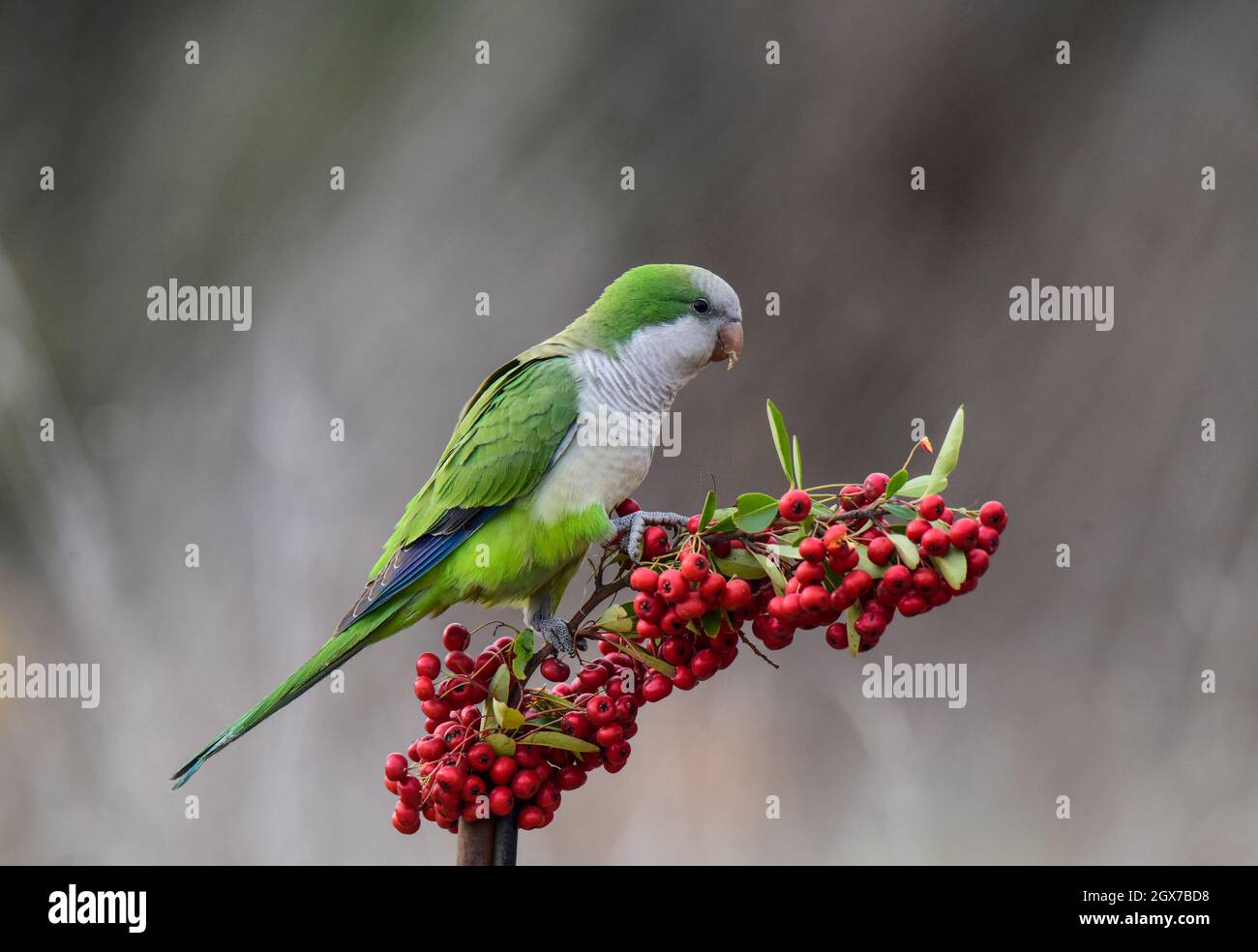 Monk parakeet, Myiopsitta monachus, in Pampas forest environment, La ...