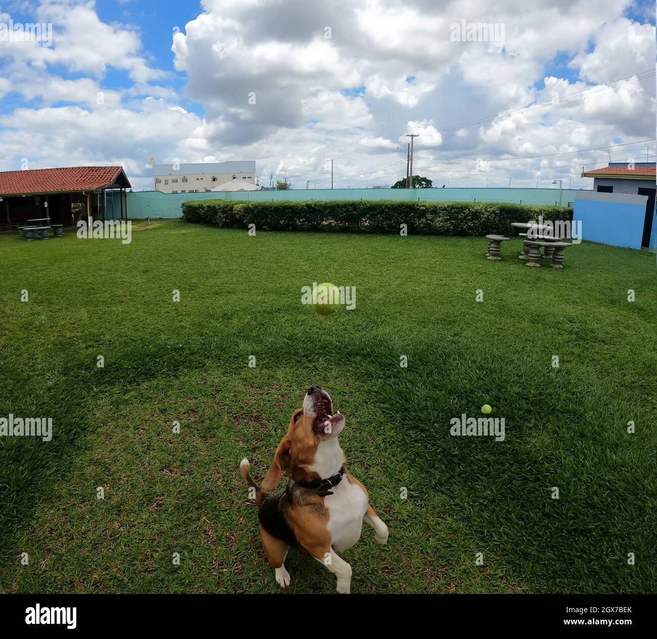 Beagle dog jumping to bite a tennis ball Stock Photo - Alamy
