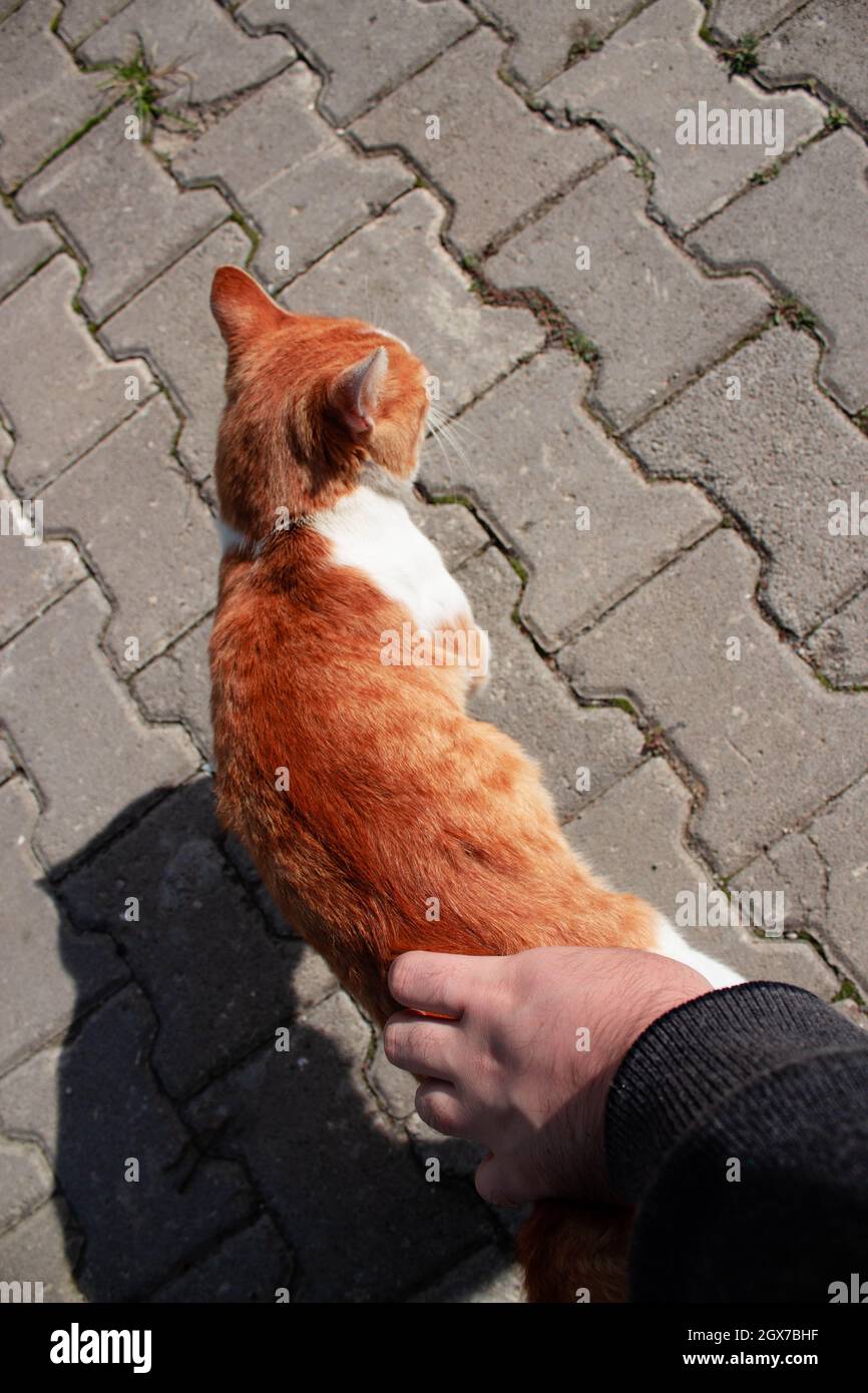 Man hand petting an orange stray cat. Cute cat being petted. Not every ...