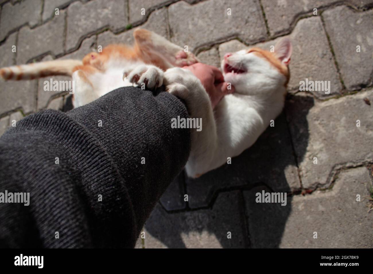 Man hand petting an orange stray cat. Cute cat being petted. Not every ...