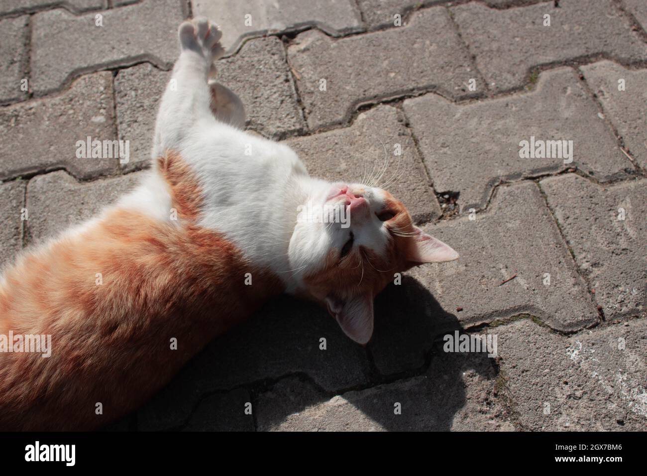 An orange stray cat posing to the camera and getting attention ...
