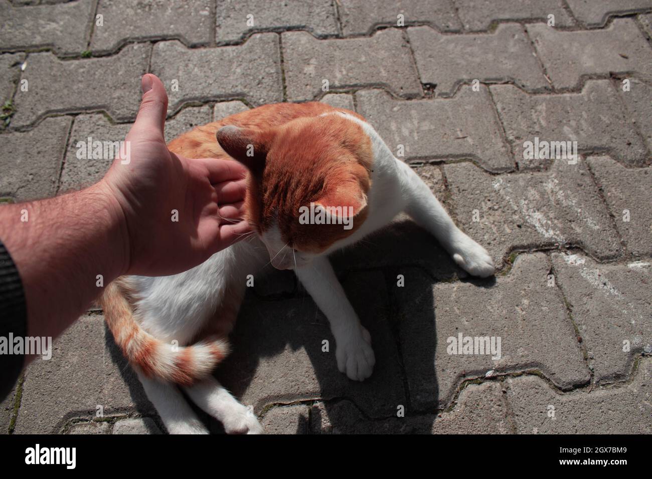 Man hand petting an orange stray cat. Cute cat being petted. Not every ...